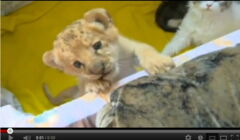 Rugissement du lion : comment le lion rugit-il