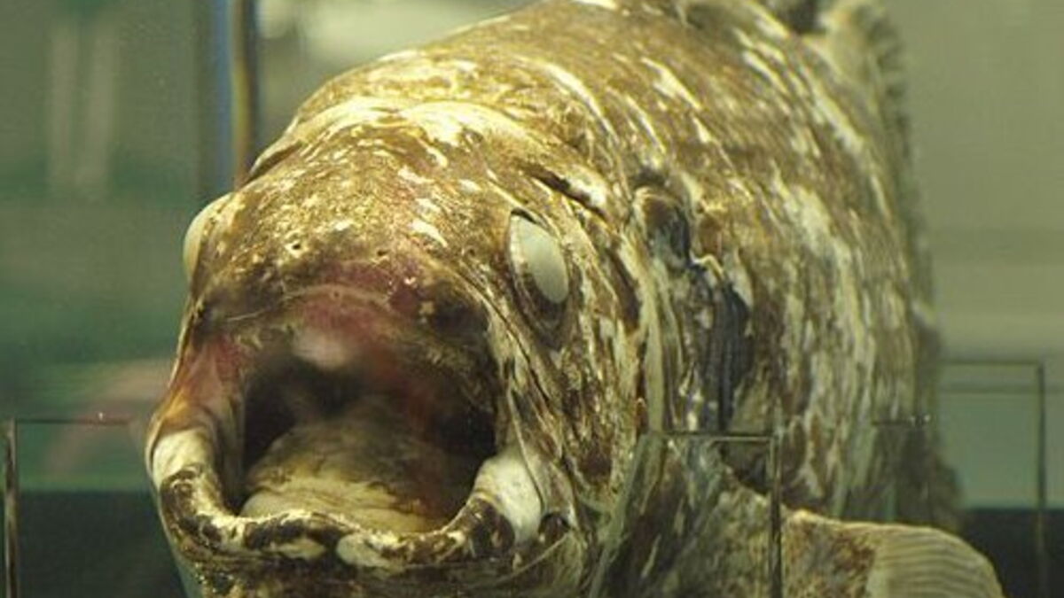 Un fossile de coelacanthe géant en révèle davantage sur ces mystérieux ...