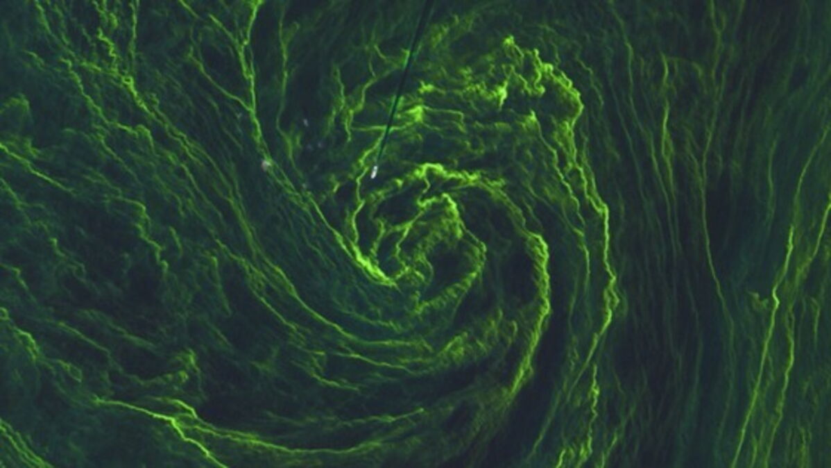 Un énorme tourbillon de plancton immortalisé en mer Baltique depuis l ...