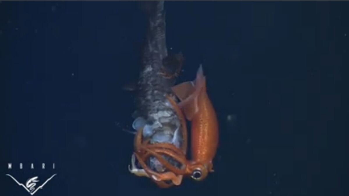 Un impressionnant combat sous-marin entre un petit calmar et un poisson