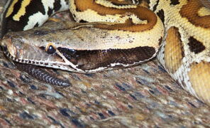 Boa constrictor : tout savoir sur ce serpent géant capable de chasser ...