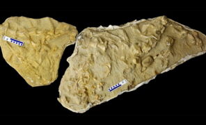 Le dentifrice d'éléphant, une réaction chimique impressionnante