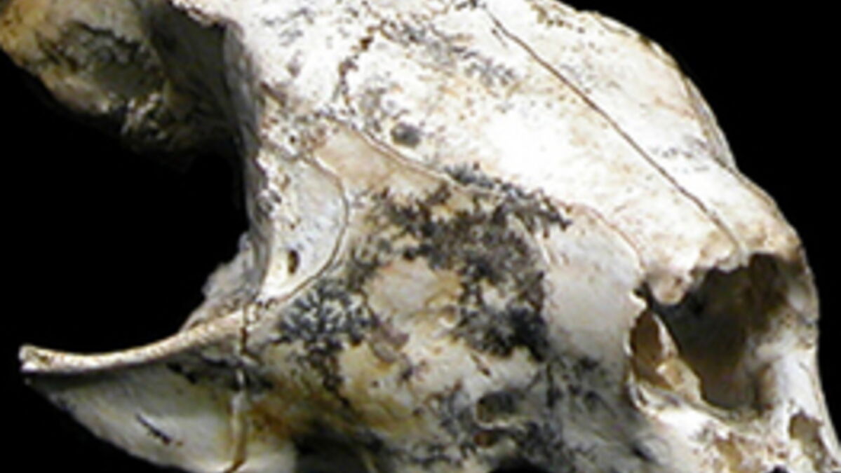 Une nouvelle espèce fossile de koala vieille de 20 millions d'années