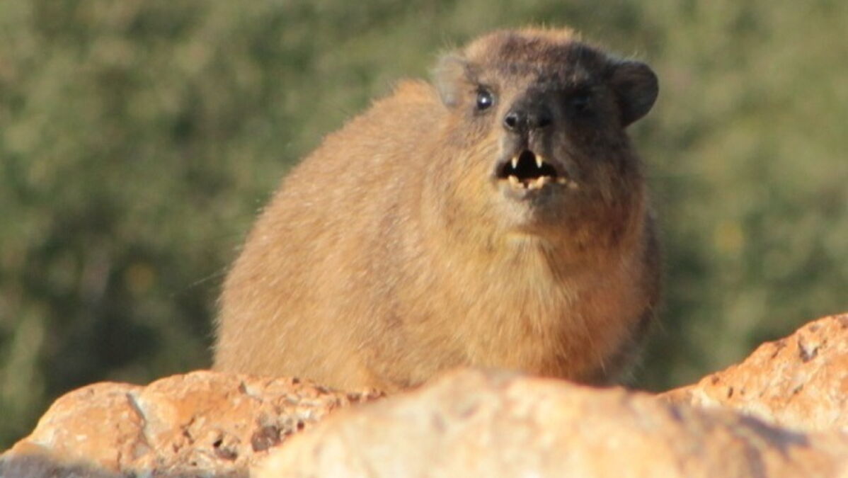 Le daman des rochers, des phrases sonores à la syntaxe complexe