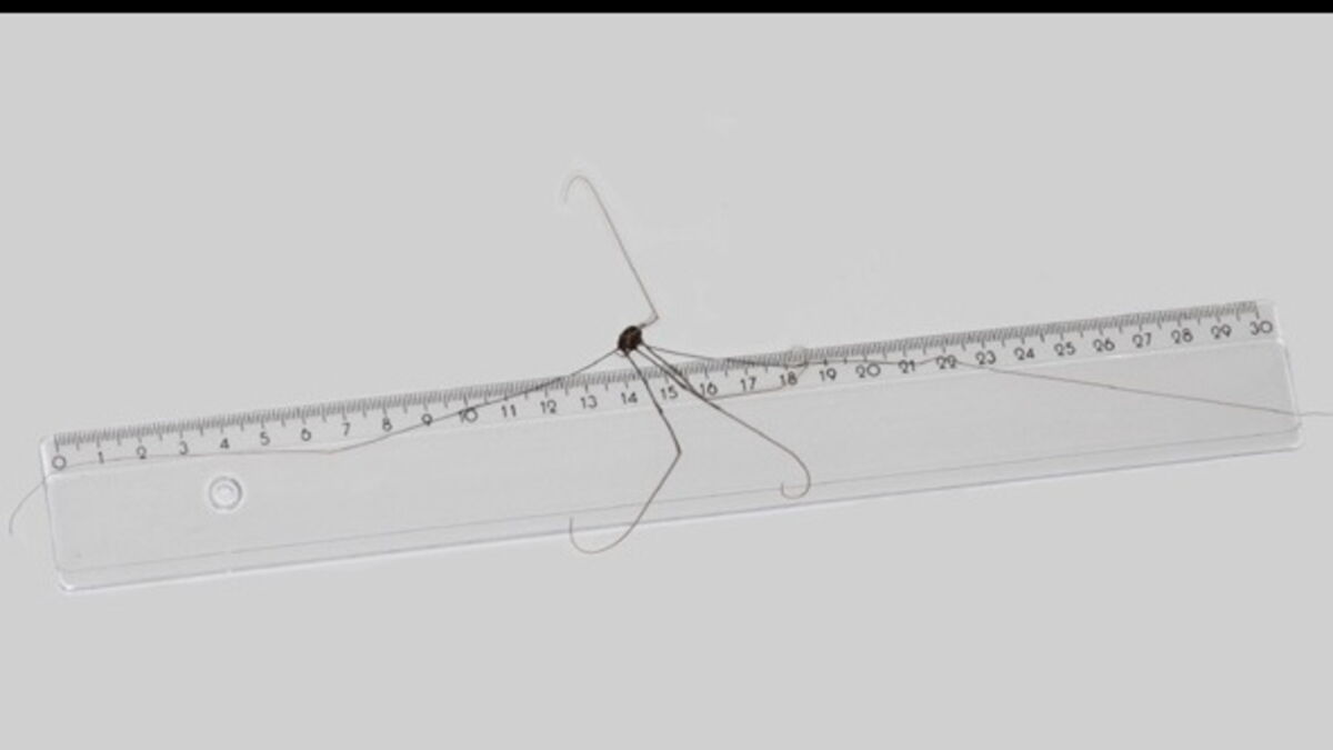 Un faucheux aux pattes démesurées découvert au Laos