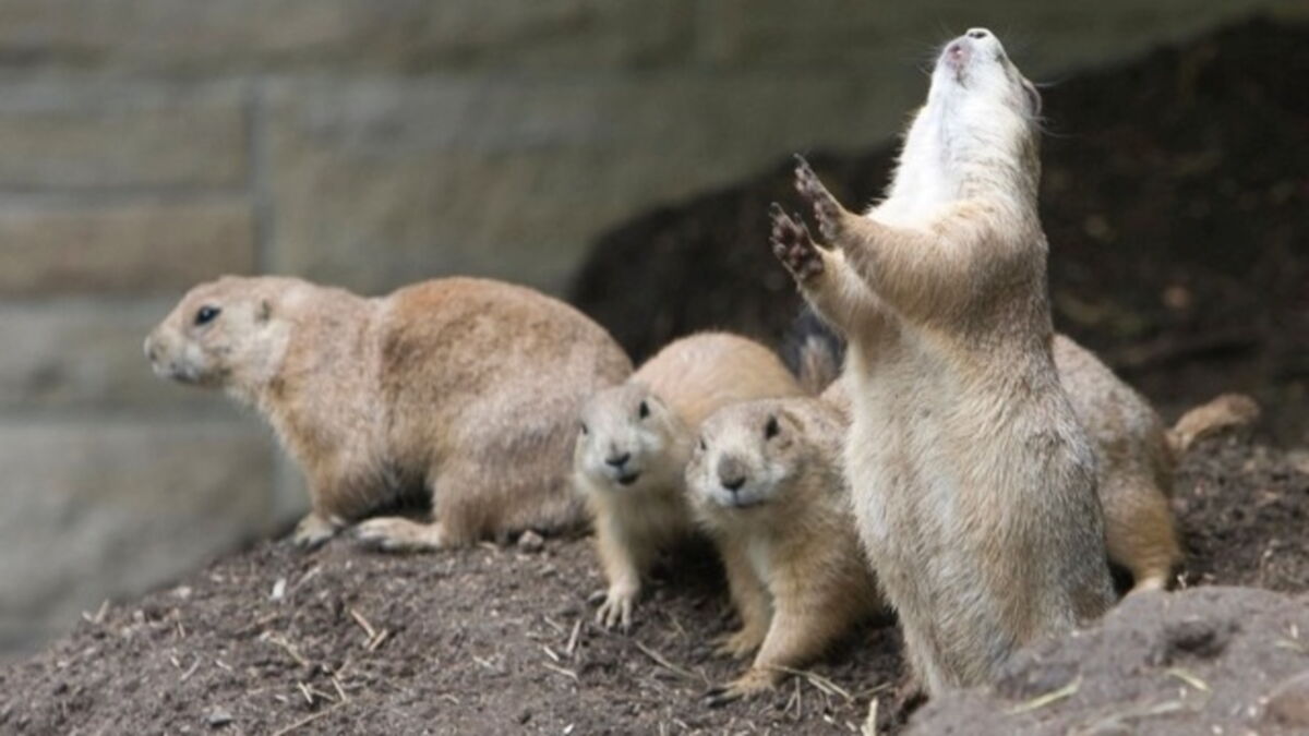 Pourquoi les chiens de prairie font-ils la "ola"