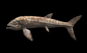 Découvrez le plus grand dinosaure carnivore ayant vécu sur Terre ...