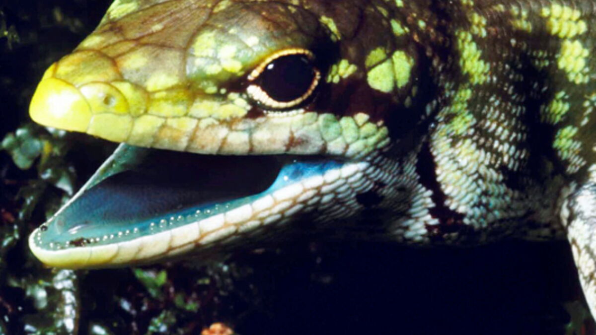 Prasinohaema, un mystérieux lézard vert de la tête au sang