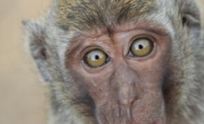 Singe-araignée : 6 choses à savoir sur ce primate très agile