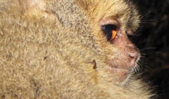 Ces 18 animaux méconnus à l'aspect étonnant pourraient disparaître ...