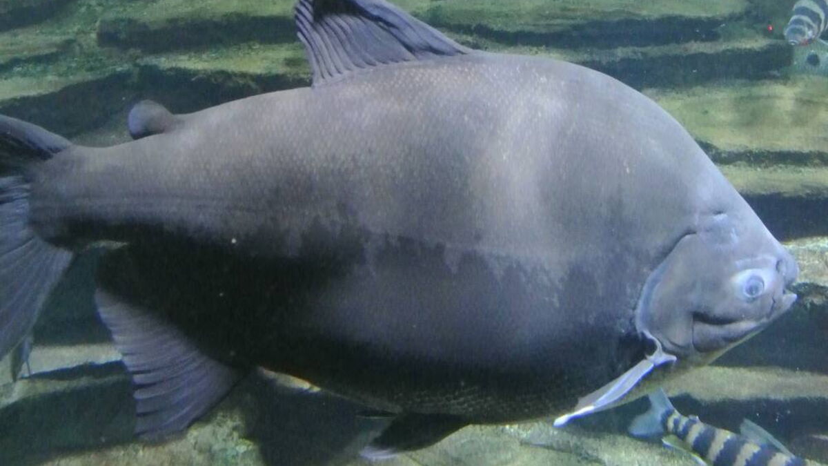 Le pacu, un cousin du redoutable piranha retrouvé dans la Seine