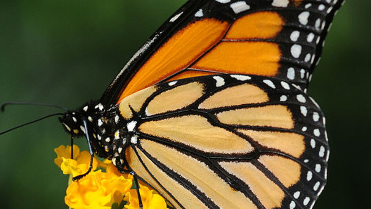 L'unique outil de voyage du papillon Monarque : sa boussole interne