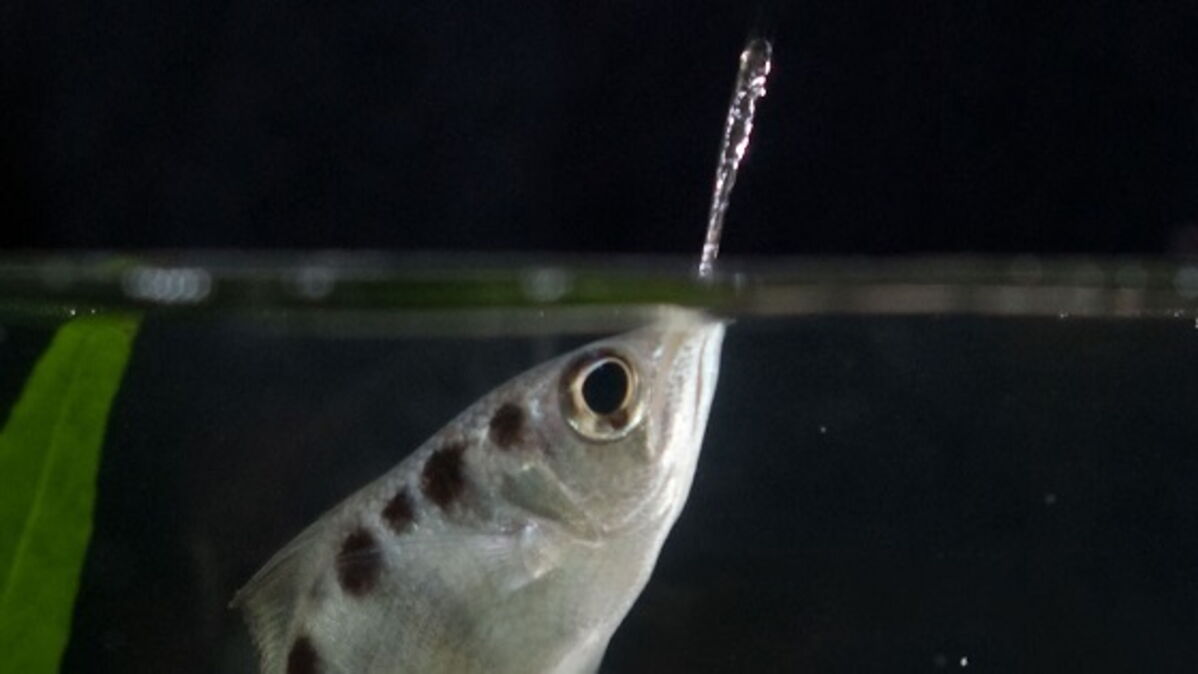 Le toxote, un redoutable poisson qui tue ses proies en... leur crachant ...