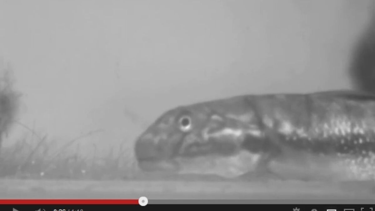 Vidéo : un poisson qui remonte les cascades grâce à des ventouses