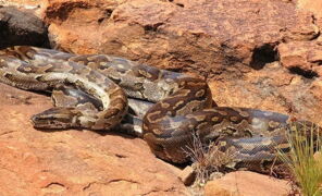 ChatGPT comme compagnon d’études : réviser et préparer des examens