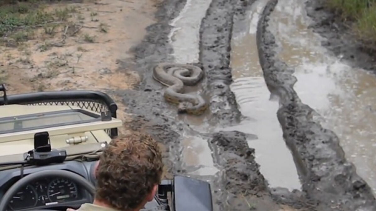 Un python attaque des touristes en visite dans le parc Kruger