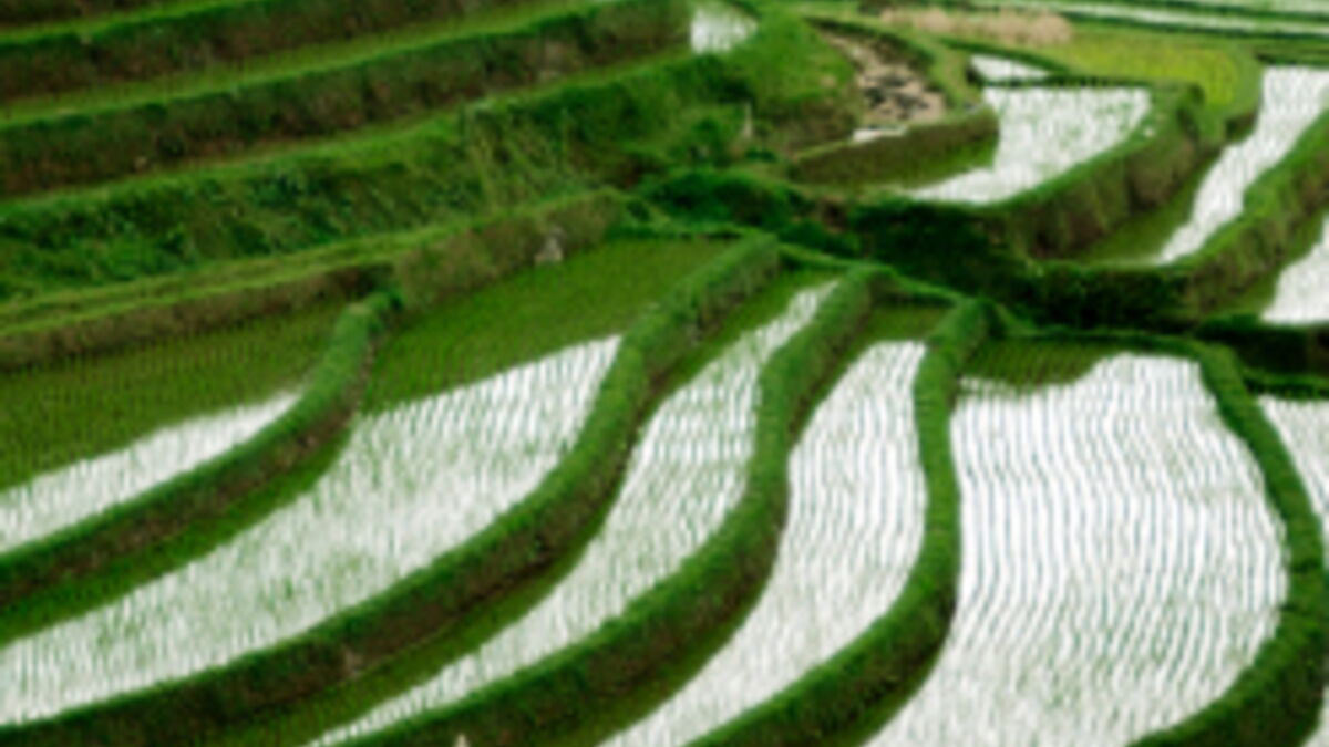 Riziculture : un gène pour améliorer le rendement