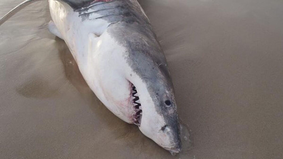 Un requin blanc mort étouffé par un lion de mer