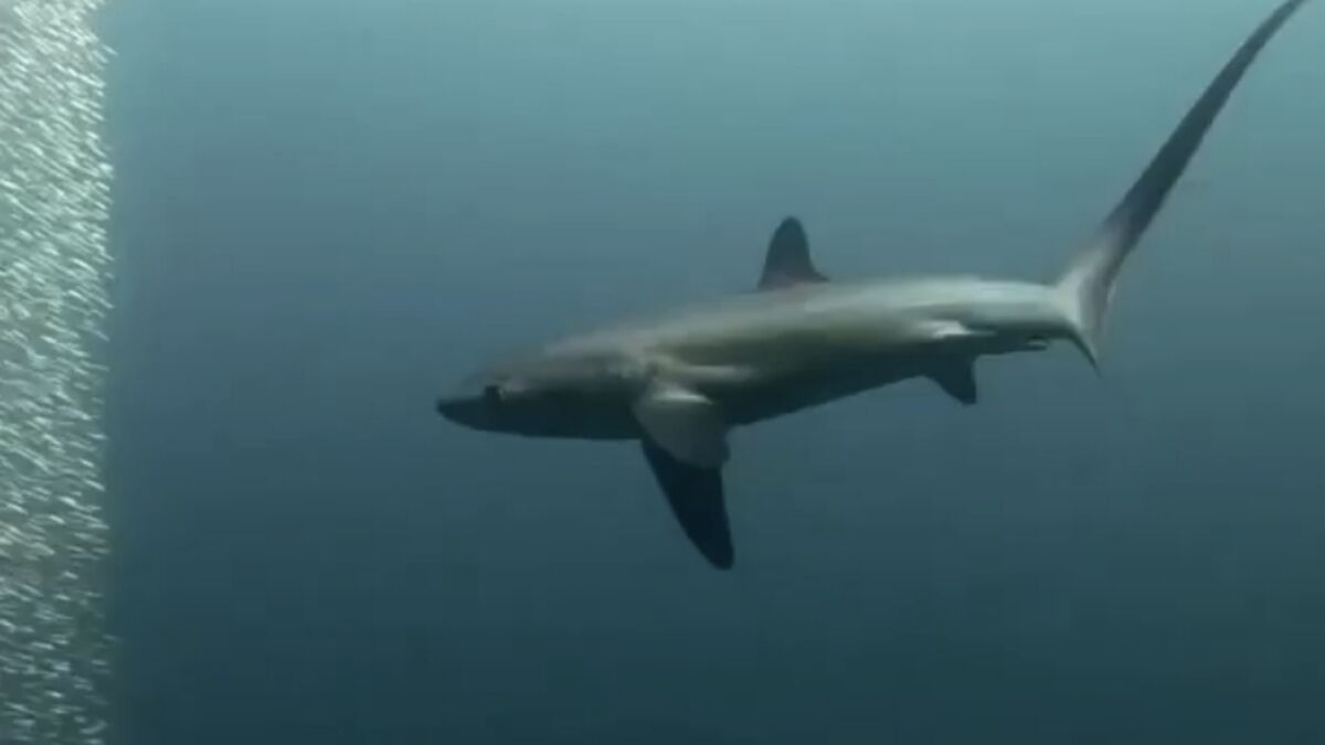 Pour chasser, le requin-renard assomme ses proies avec sa longue queue