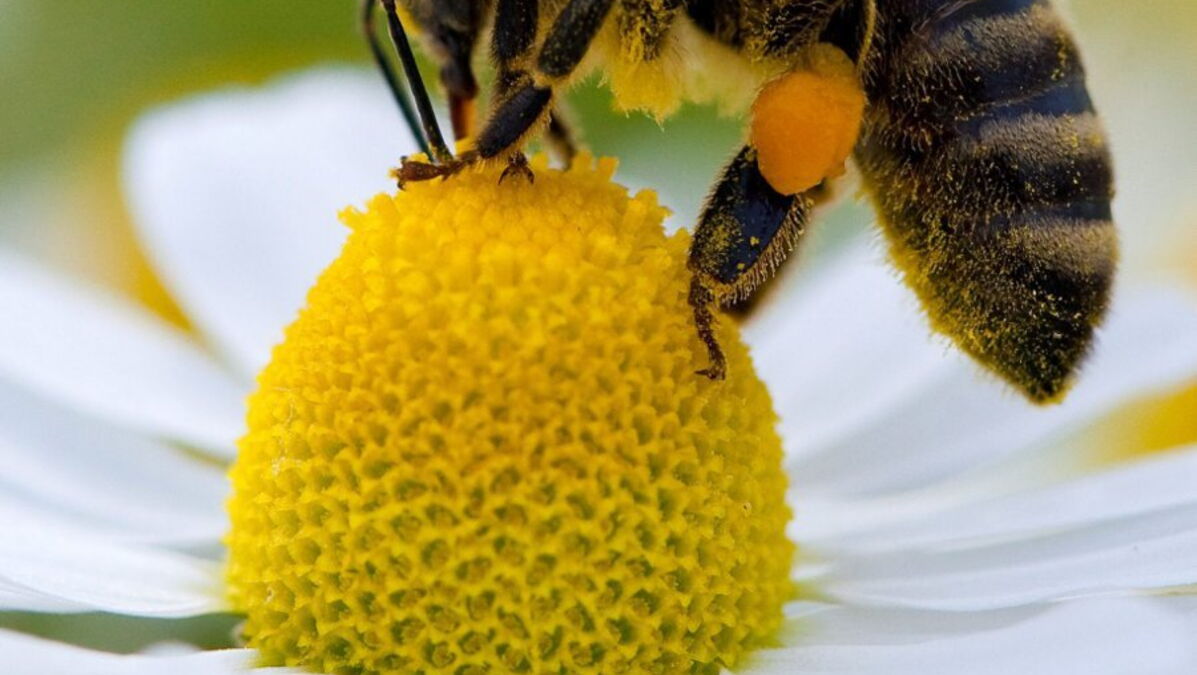 Un virus responsable de la mort de millions d’abeilles