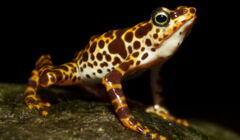 Ces 18 animaux méconnus à l'aspect étonnant pourraient disparaître ...