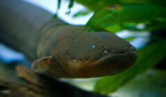 « Anguille sous roche » : que signifie cette expression