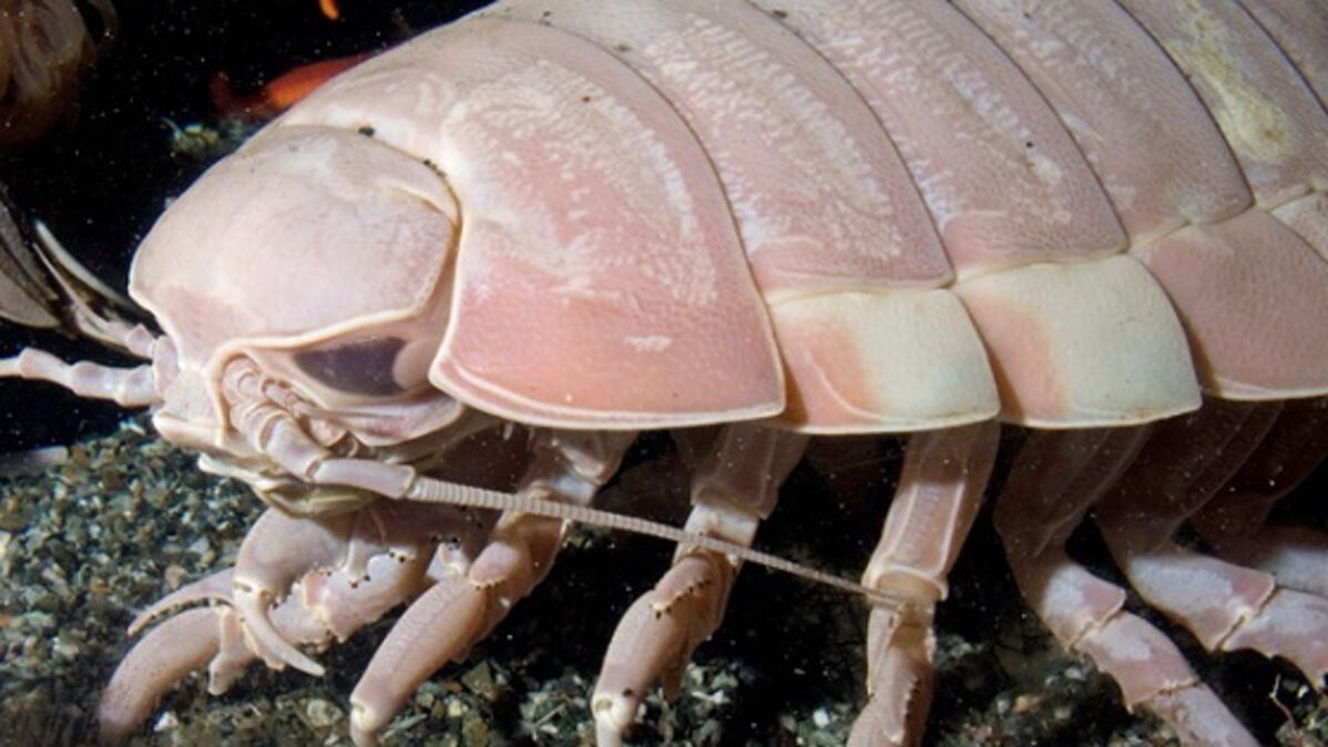Un isopode géant meurt après avoir passé 5 ans sans manger dans un aquarium
