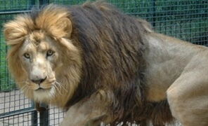 Rugissement du lion : comment le lion rugit-il