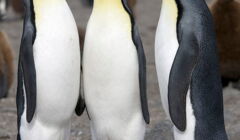 Pingouin : 6 faits surprenants à savoir sur cet adorable oiseau de mer