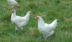 Poule rousse : tout savoir sur la plus célèbre des poules pondeuses