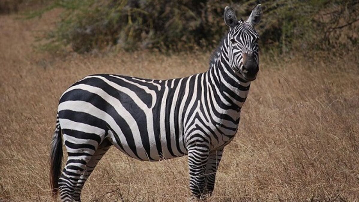 Le zèbre utilise ses rayures pour troubler ses prédateurs