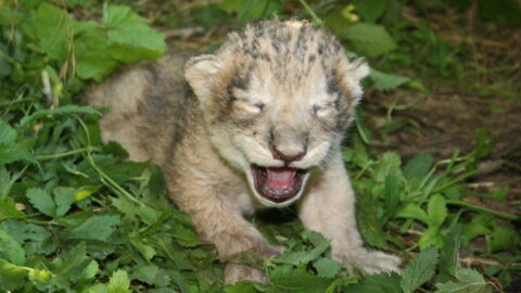 Rugissement du lion : comment le lion rugit-il