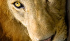 Rugissement du lion : comment le lion rugit-il