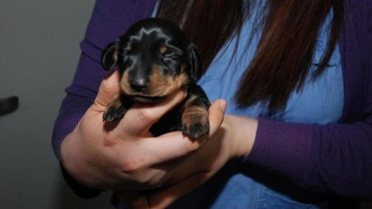 Clonage : une Britannique fait cloner son chien par une entreprise sud ...