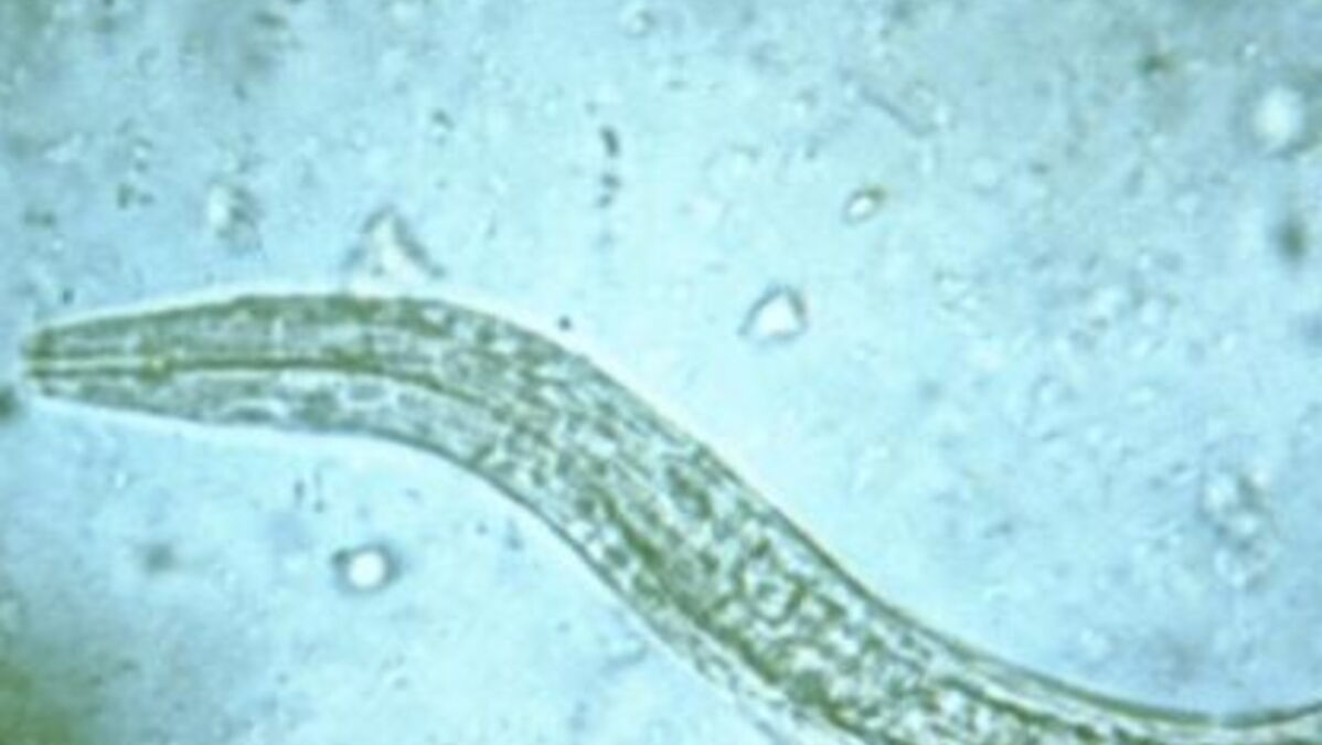 Ankylostome : un redoutable ver parasite livre ses secrets