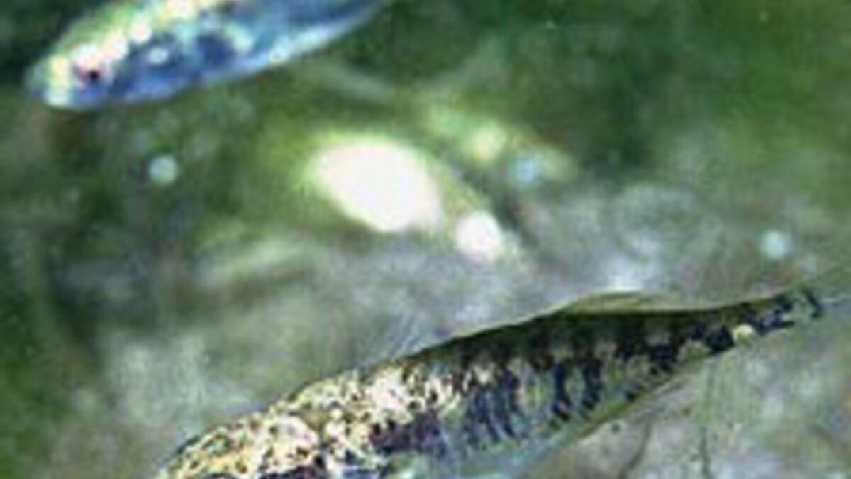 Certains poissons reconnaissent d'instinct leurs parents et s’associent ...