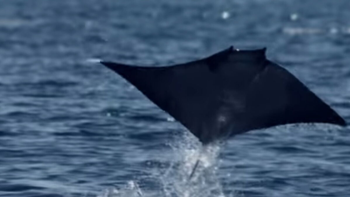 Le plus grand rassemblement de raies volantes jamais observé