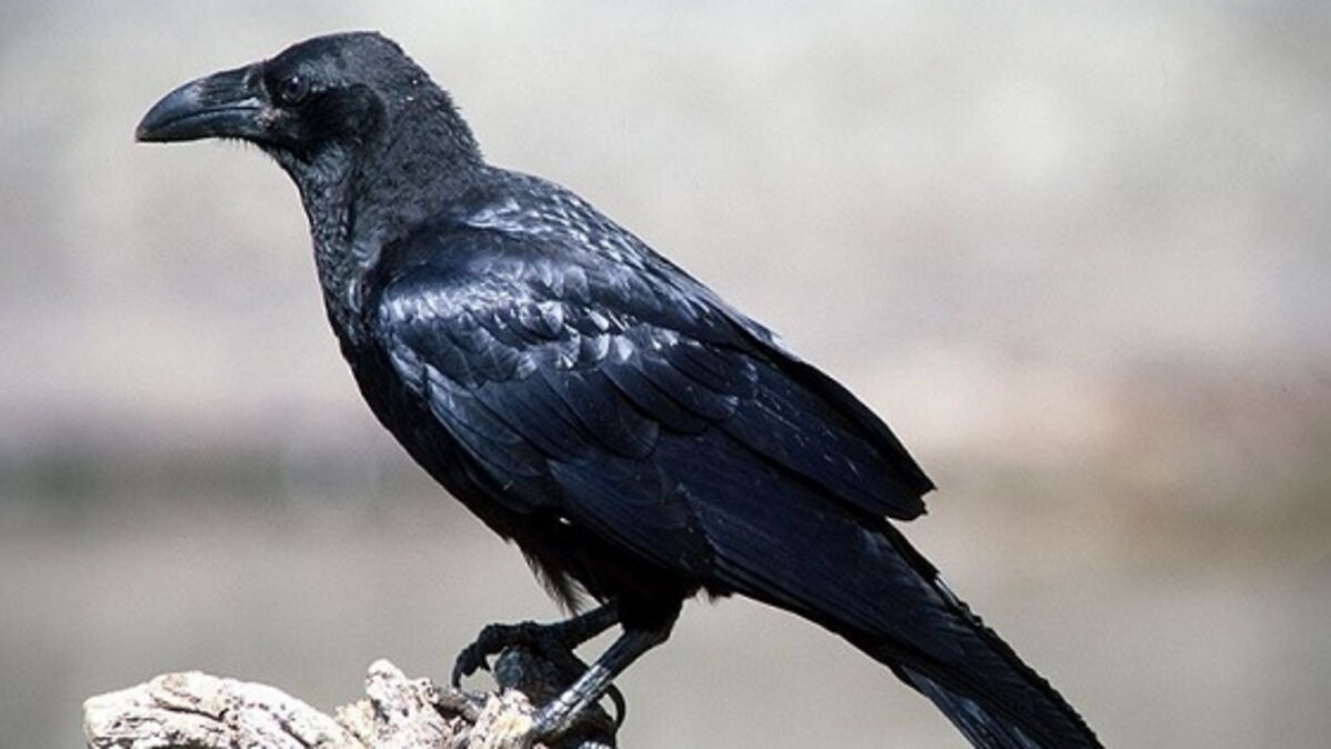 Ces corbeaux ont-ils prédit le vainqueur de la Coupe du Monde