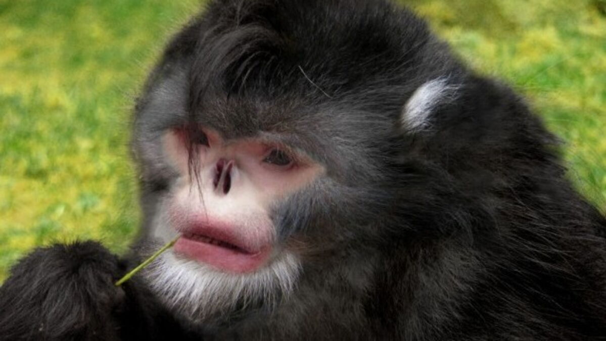 Une espèce rare de singe filmée pour la première fois en Birmanie