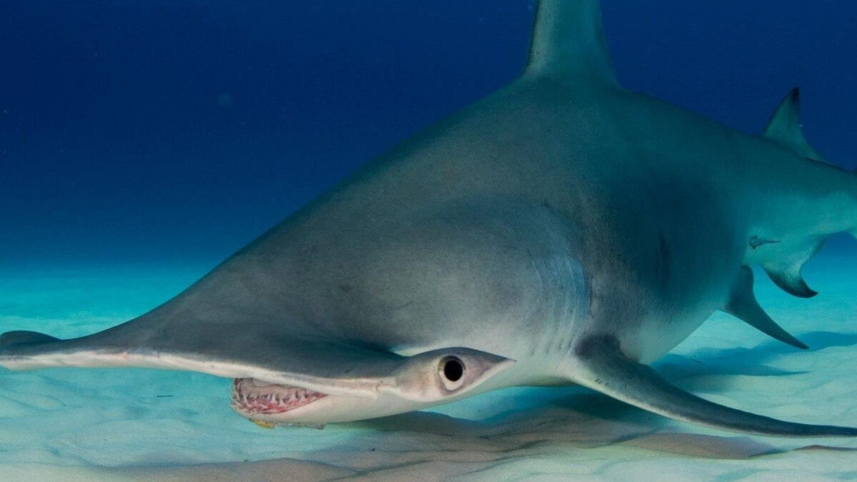 Le marquage des grands requins-marteaux des îles Bimini en images