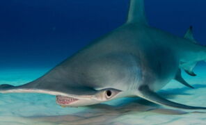 Pourquoi les œufs de requin ont une forme aussi étonnante