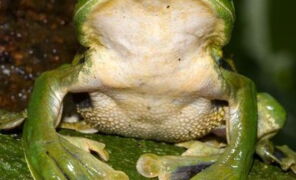 C'est quoi la différence entre un crapaud et une grenouille