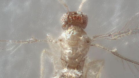 Tinkerbella nana, une nouvelle espèce d’insecte découverte au Costa Rica