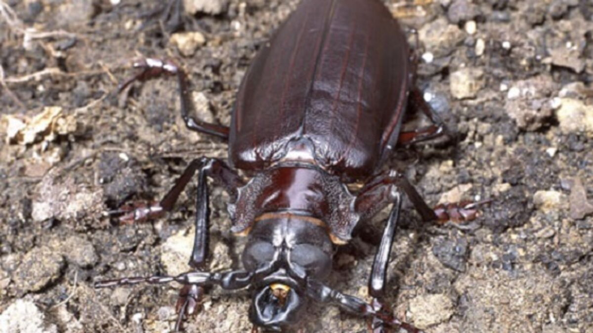 Les Plus Gros Insectes Du Monde Le Weta Géant : L’insecte Le Plus