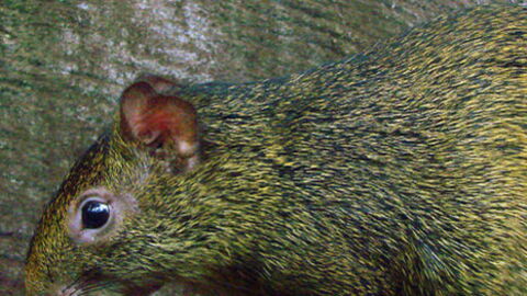 Ratzilla, un rongeur préhistorique géant aux mâchoires surpuissantes