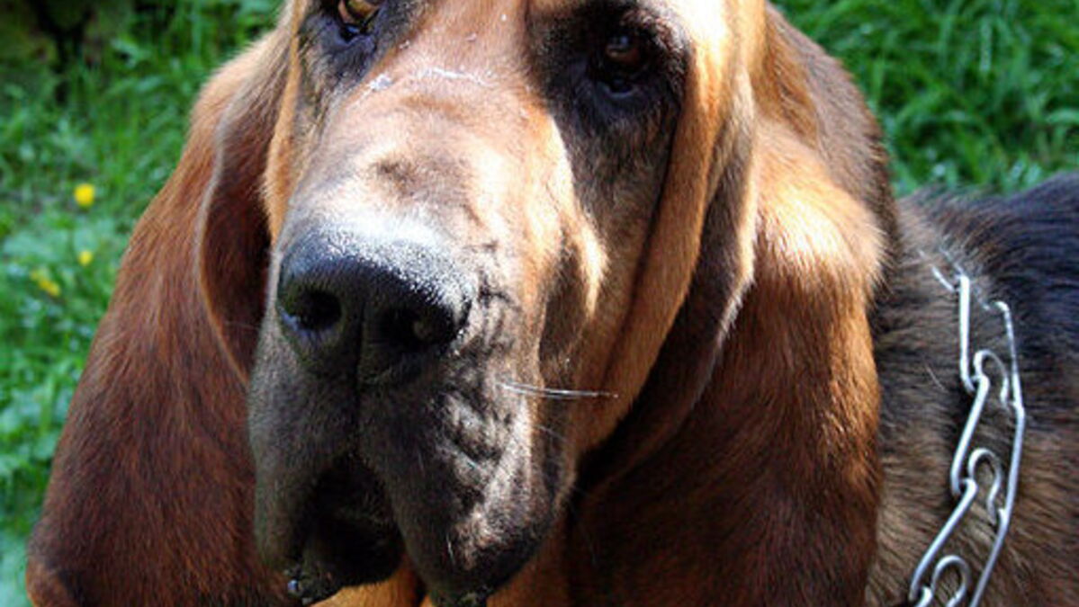 Des chiens pour lutter contre le braconnage