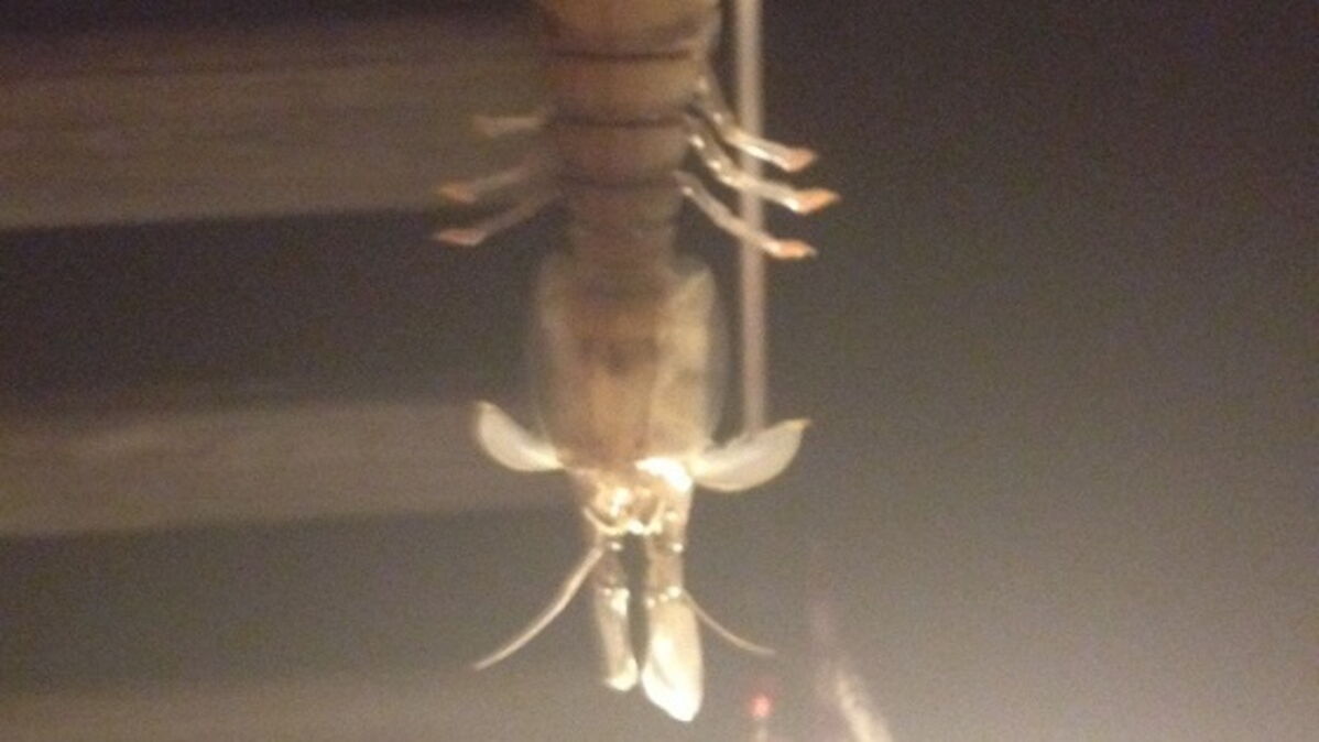 Une étrange "crevette géante" pêchée en Floride enfin identifiée