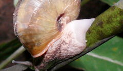 L'incroyable parasite qui transforme les escargots en zombies