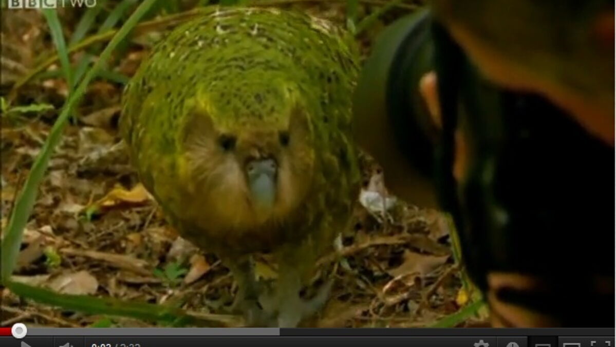 Le kakapo de Nouvelle-Zélande bientôt sauvé de l'extinction