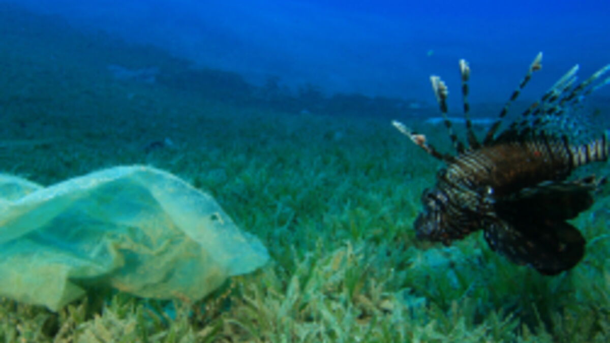 A la découverte du "7e continent" : un continent... de plastique